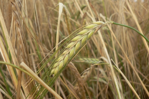 „Rīgas Dzirnavnieks”: no ziemājiem visvairāk cietuši rudzi ...